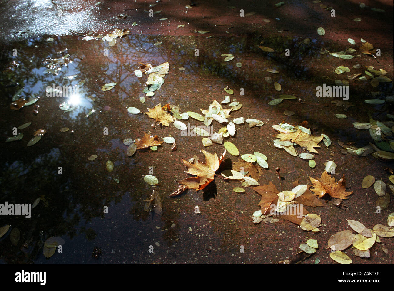 dead leaves on wet road in sunshine Stock Photo - Alamy
