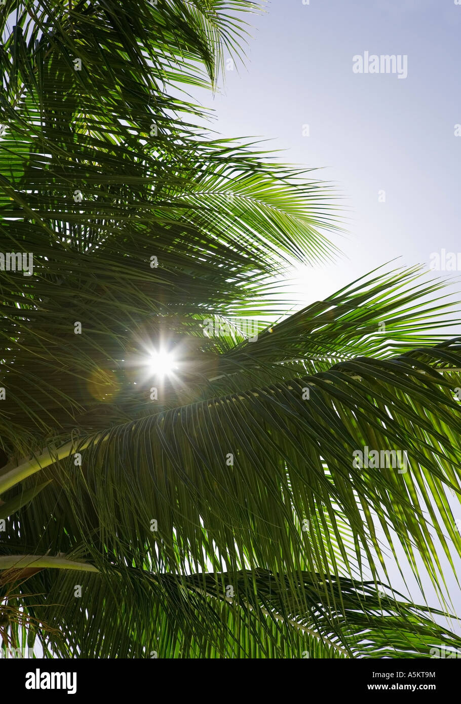 Sun flare through palm hi-res stock photography and images - Alamy