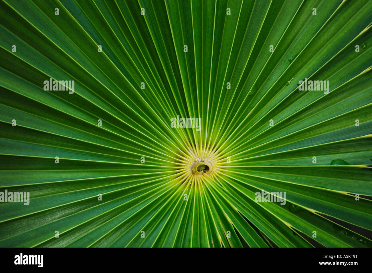 Circular leaves hi-res stock photography and images - Alamy
