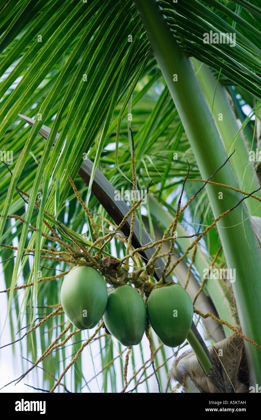 Coconuts hanging from tree Stock Photo - Alamy