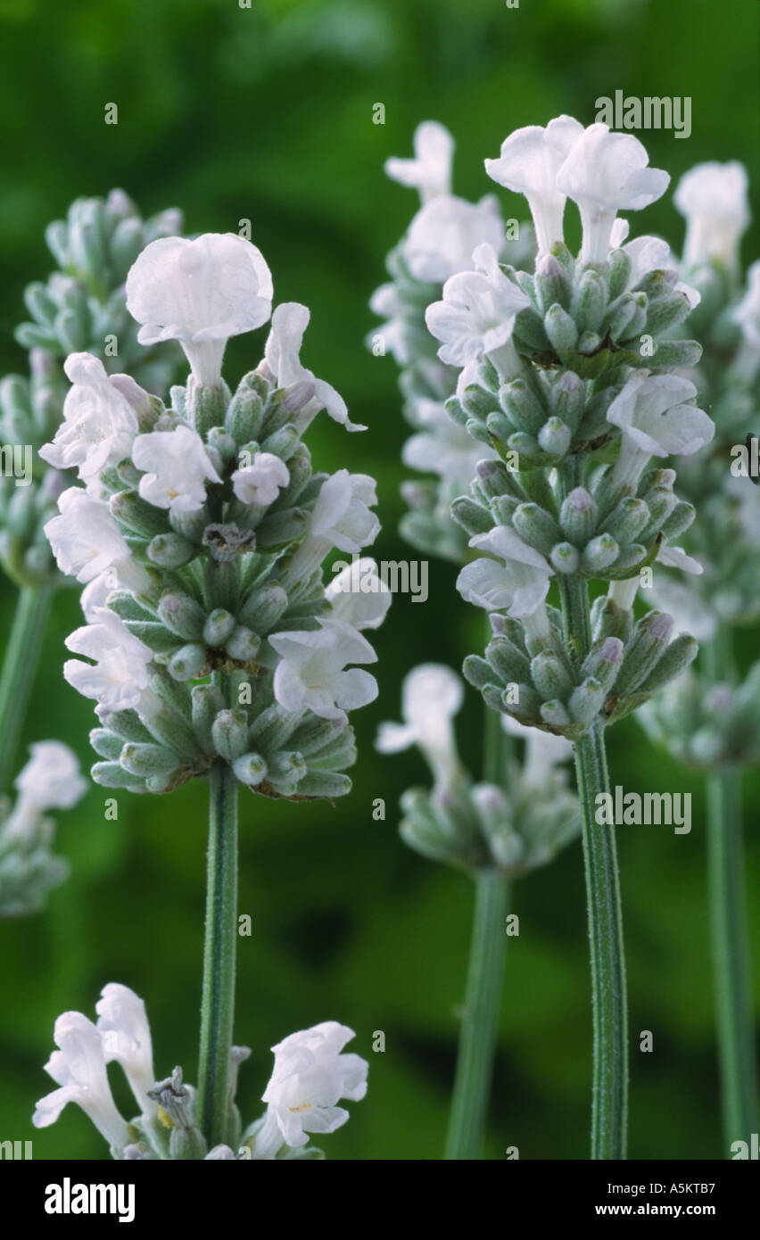 Lavandula angustifolia 'Arctic Snow'.' Lavender Stock Photo - Alamy