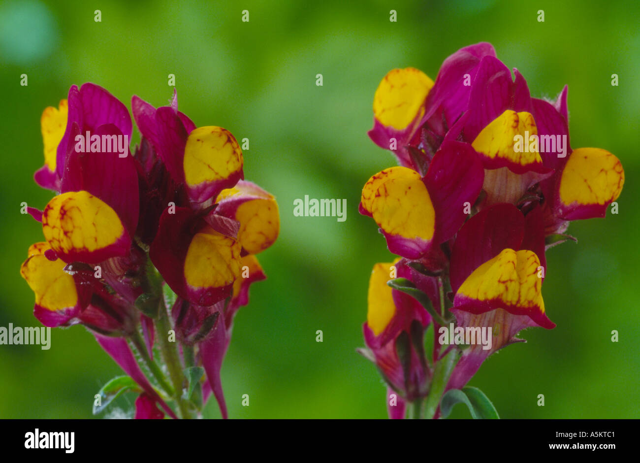 Linaria reticulata flamenco hi-res stock photography and images - Alamy