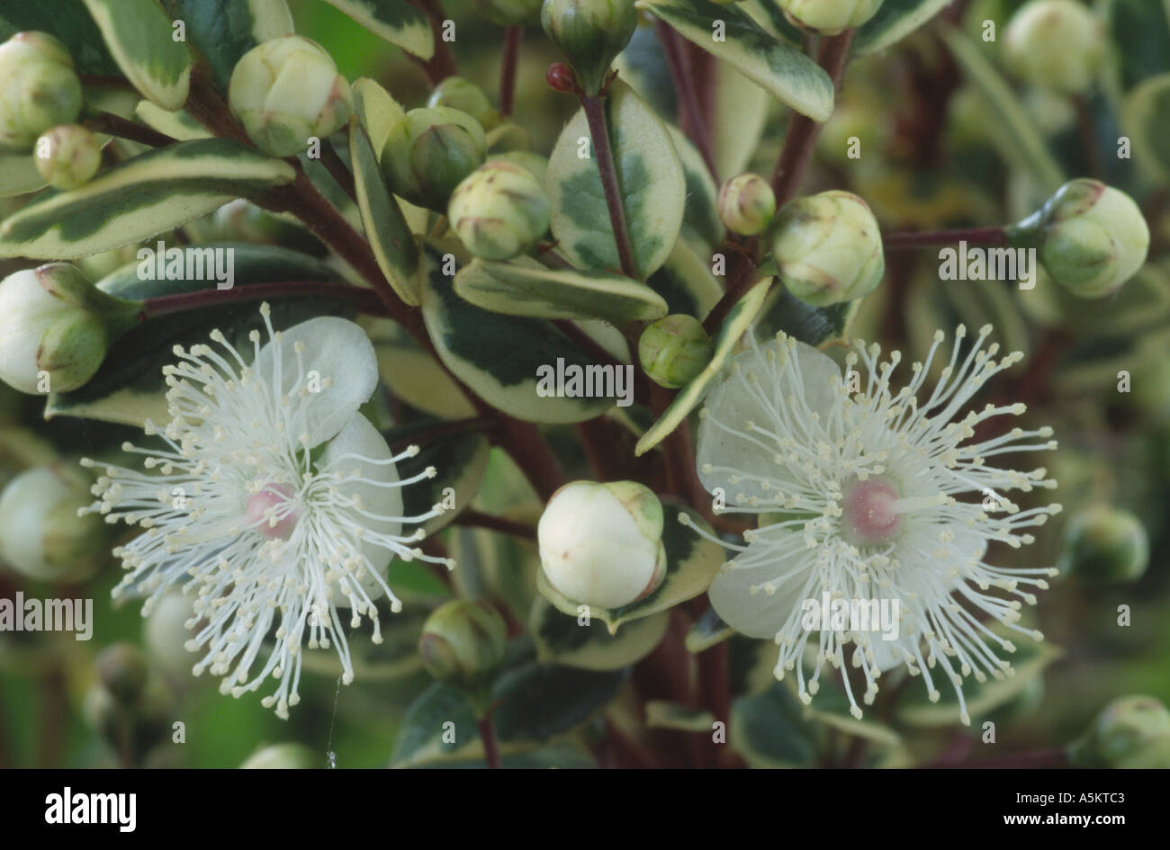 Luma apiculata 'Glanleam Gold'. AGM Variegated Chilean myrtle Stock ...