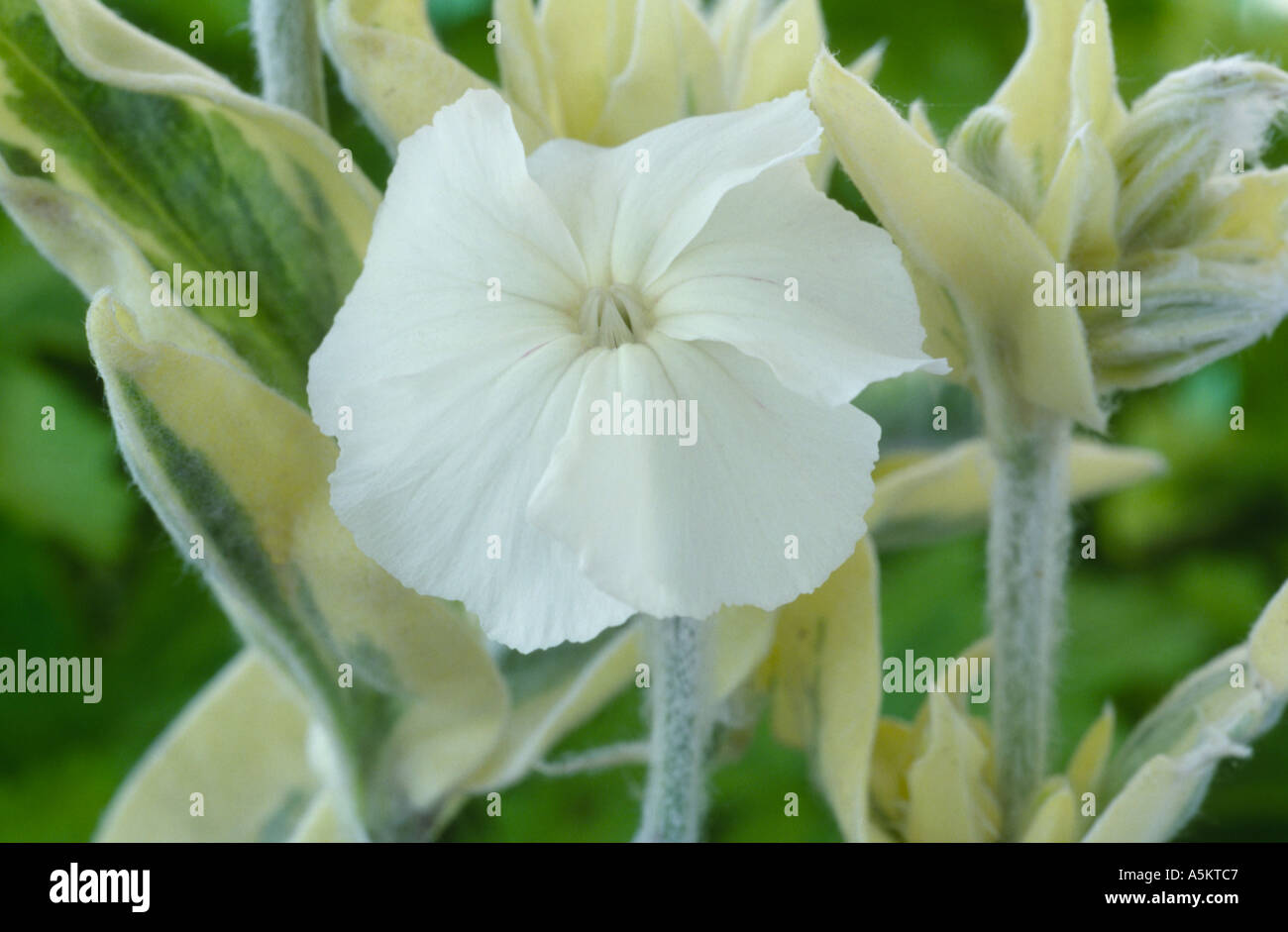 Lychnis coronaria 'Hutchinson's Cream'. Catchfly, Dusty miller, Rose ...