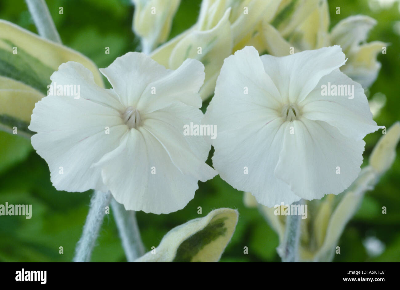 Lychnis coronaria 'Hutchinson's Cream'. Catchfly, Dusty miller, Rose ...