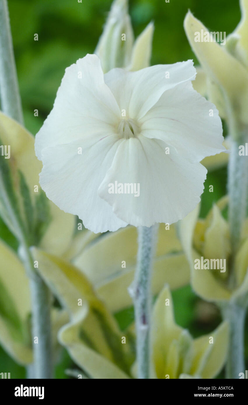 Lychnis coronaria 'Hutchinson's Cream'. Catchfly, Dusty miller, Rose ...