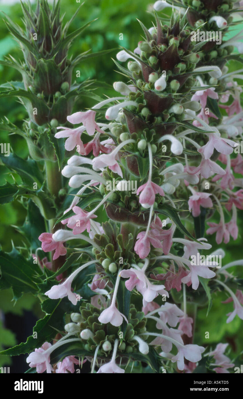 Morina longifolia garden hi-res stock photography and images - Alamy