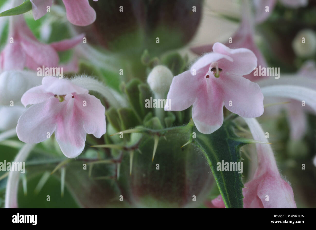 Plant morina longifolia hi-res stock photography and images - Alamy