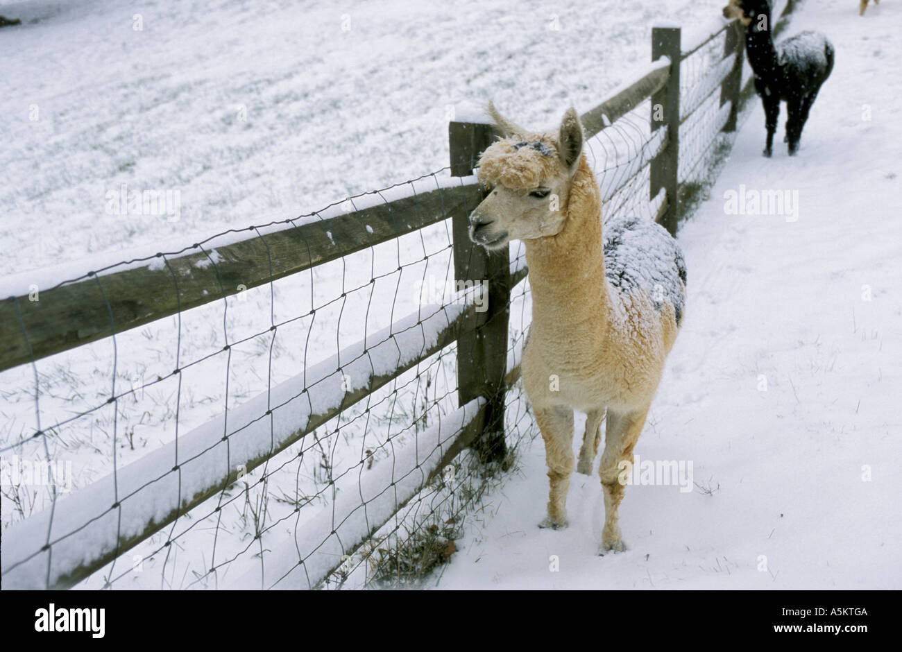 A snow covered alpaca is looking up a the viewer in this winter scene ...