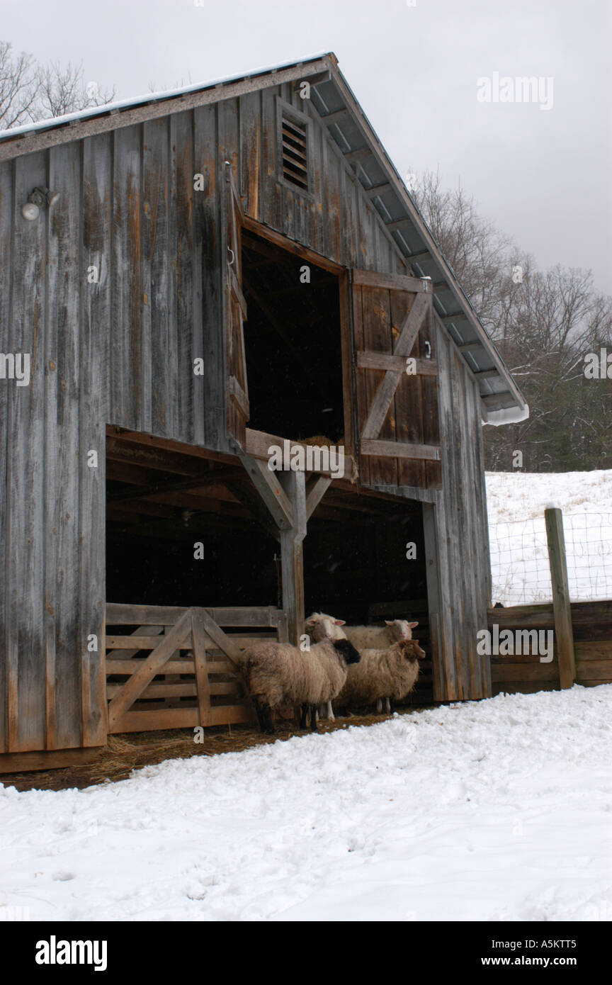 Livestock inside barn snow hi-res stock photography and images - Alamy