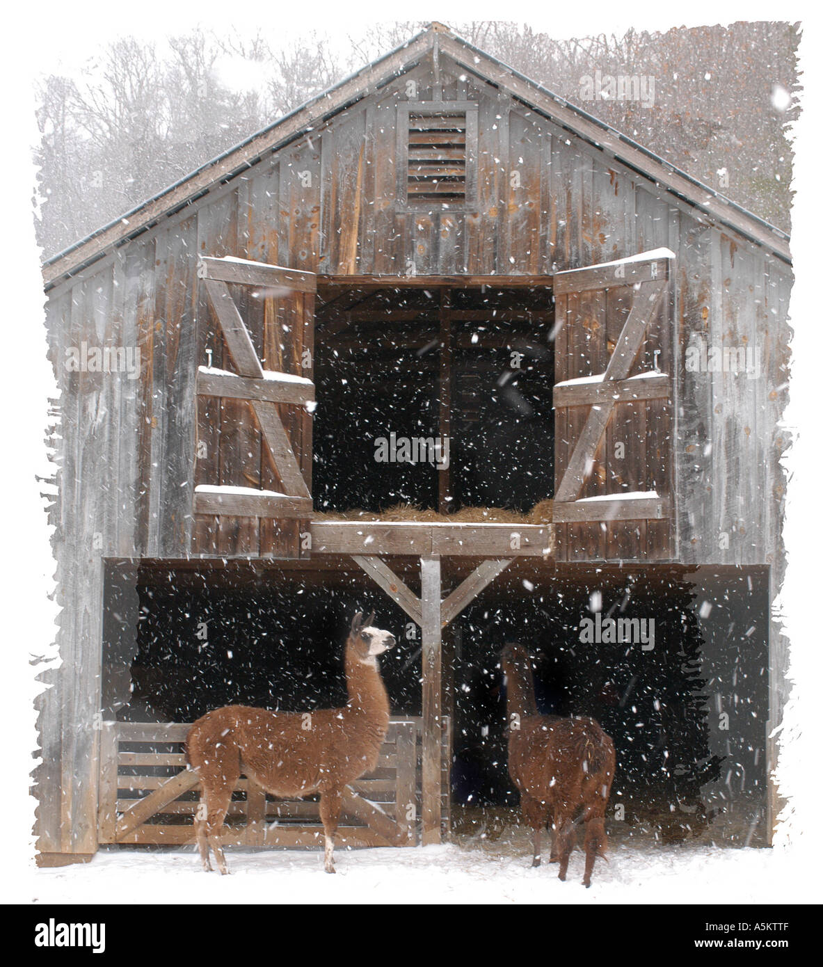 Two llamas are standing in front of a rustic old barn as the snow falls ...