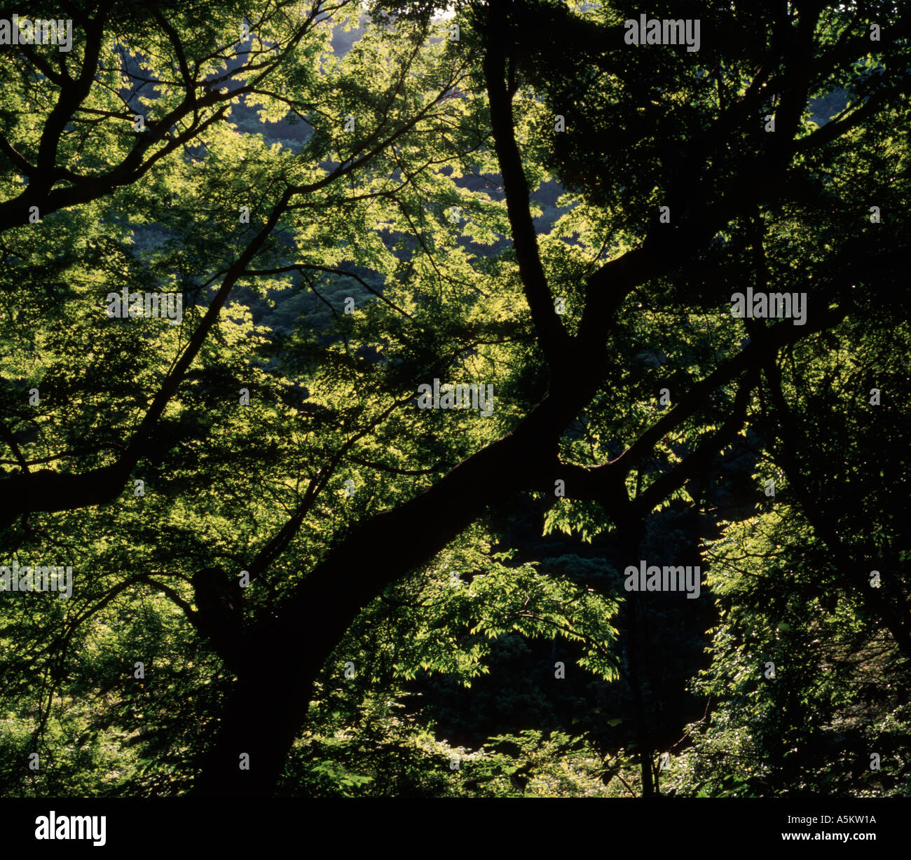 Minoh Trees Osaka Japan Stock Photo - Alamy