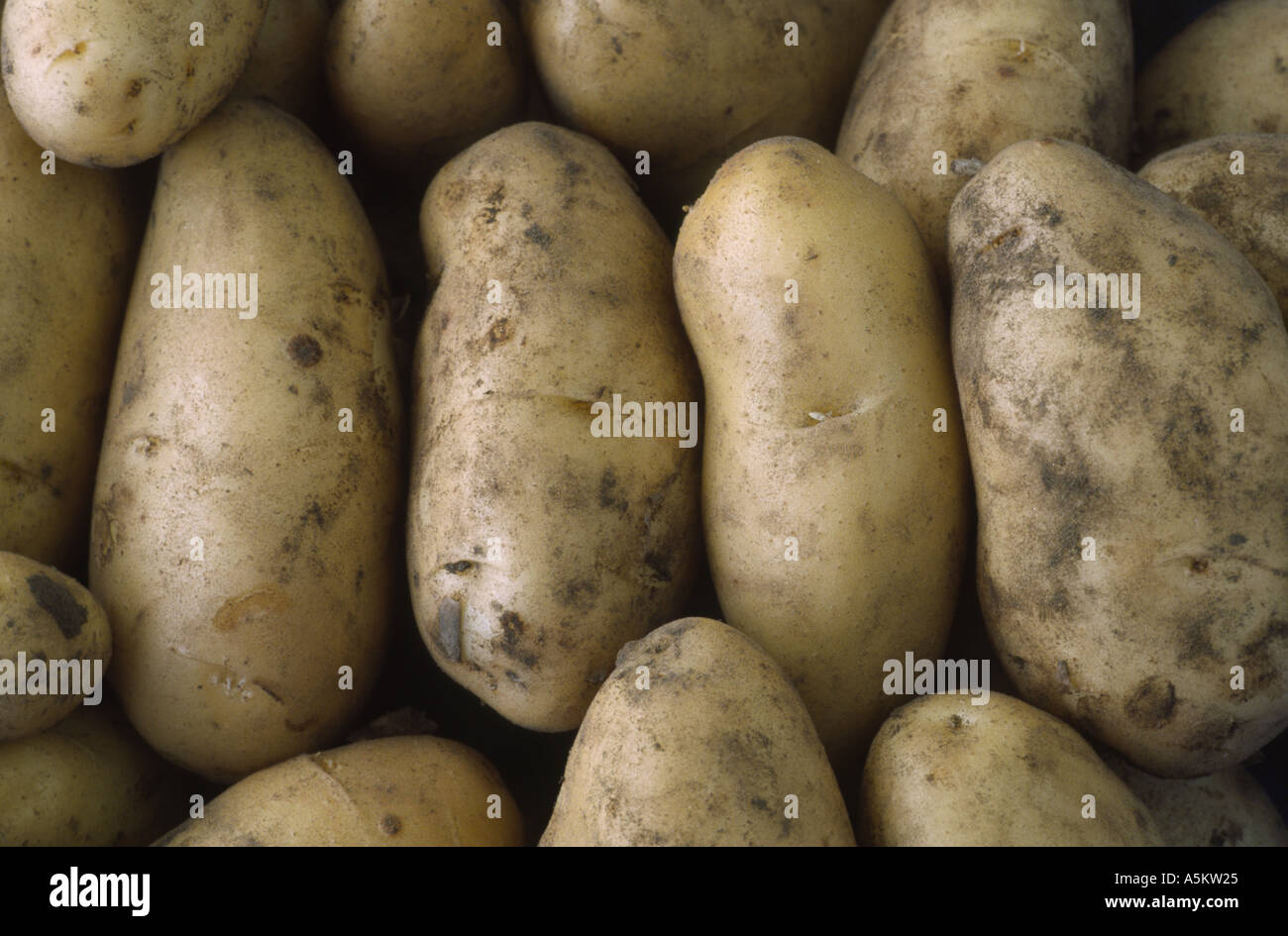 Solanum tuberosum 'Arran Pilot'. First Early Potatoes Stock Photo - Alamy