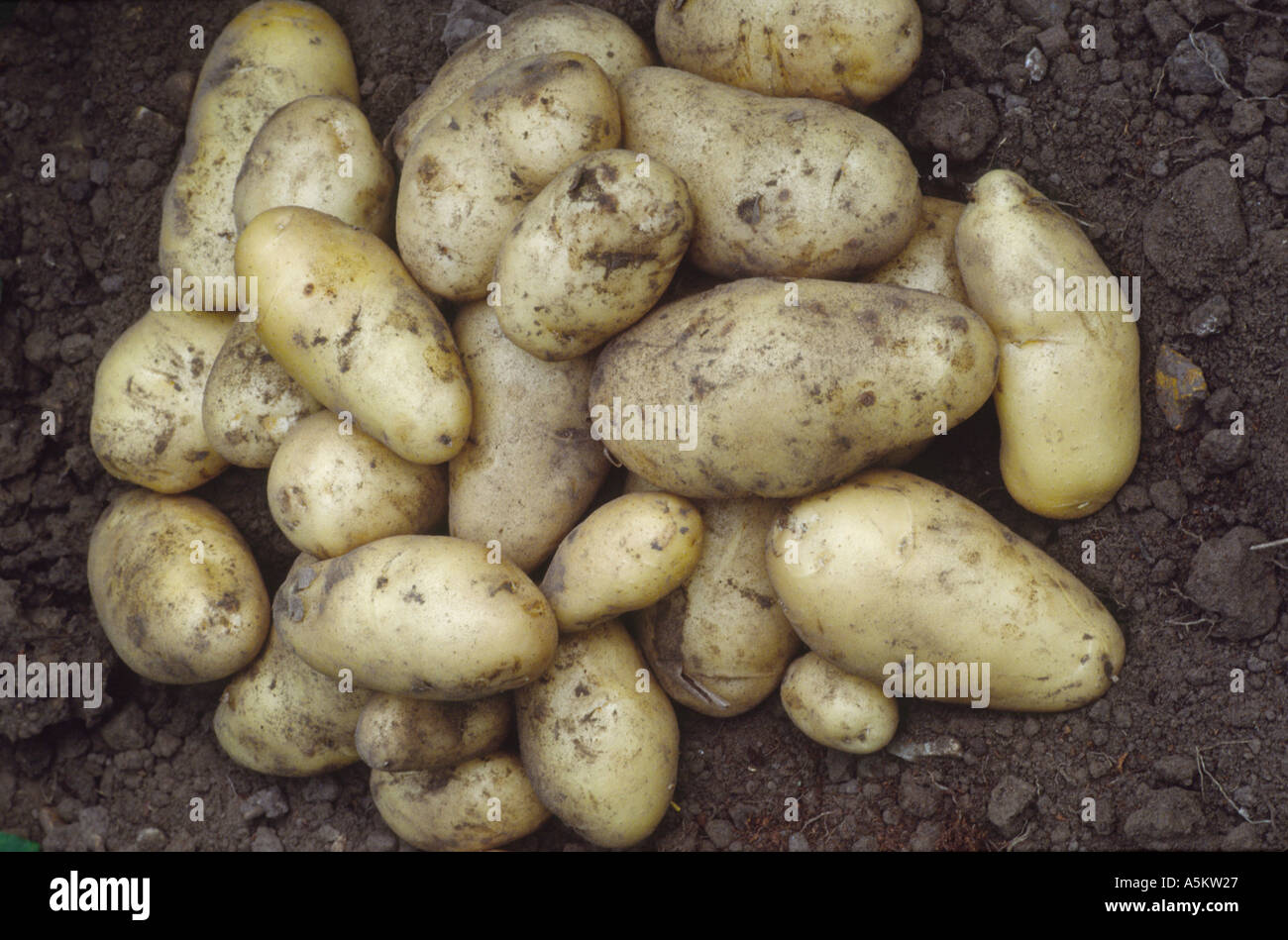Solanum tuberosum 'Arran Pilot'. First Early Potatoes Stock Photo - Alamy
