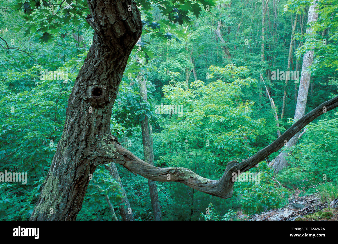 Oak hickory forest hi-res stock photography and images - Alamy