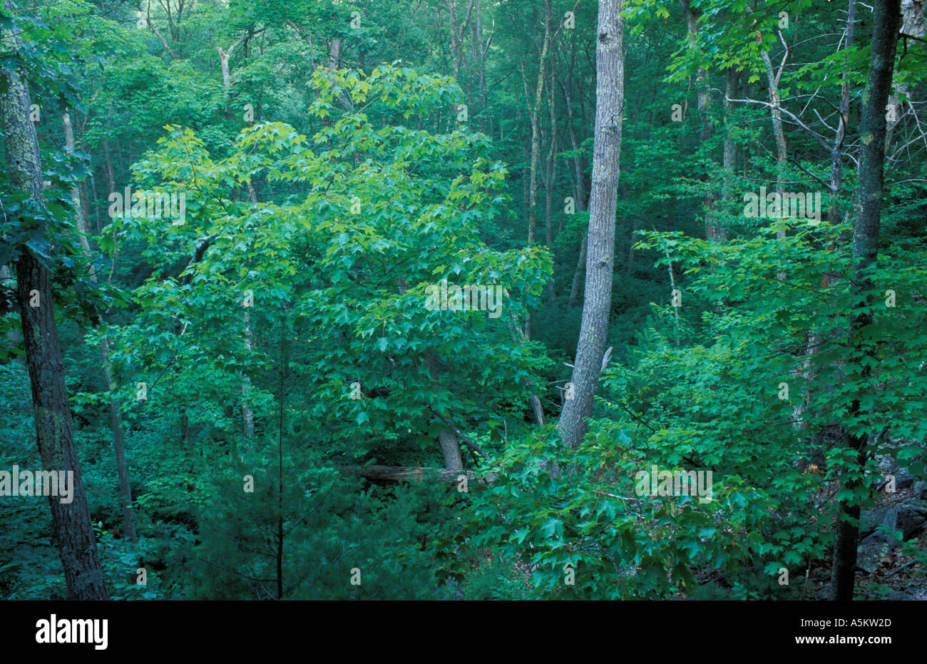 Hickory forests hi-res stock photography and images - Alamy