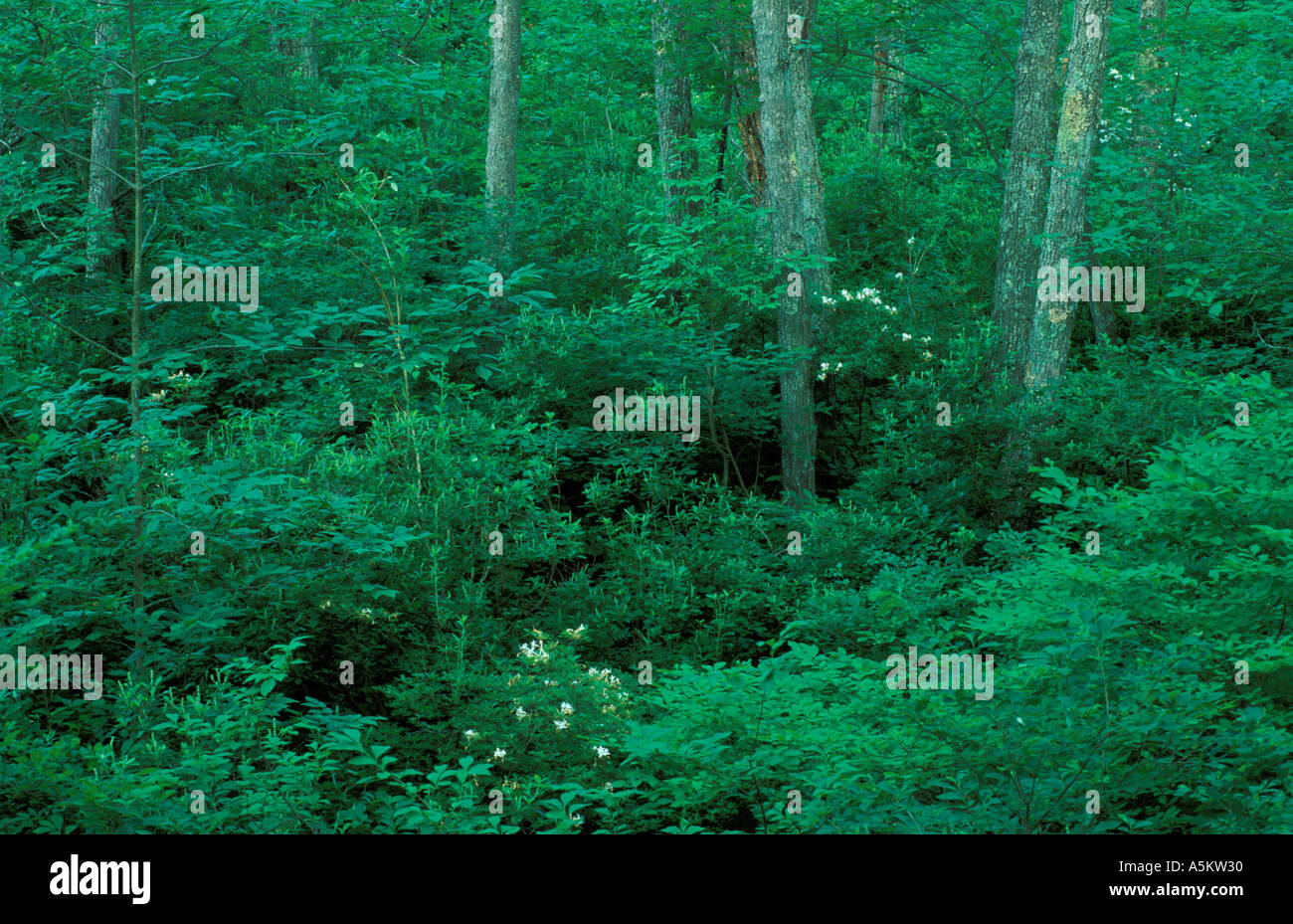 Hickory forests hi-res stock photography and images - Alamy