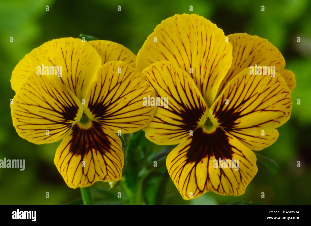 Viola 'Tiger Eyes'. Pansy, Violet Stock Photo - Alamy