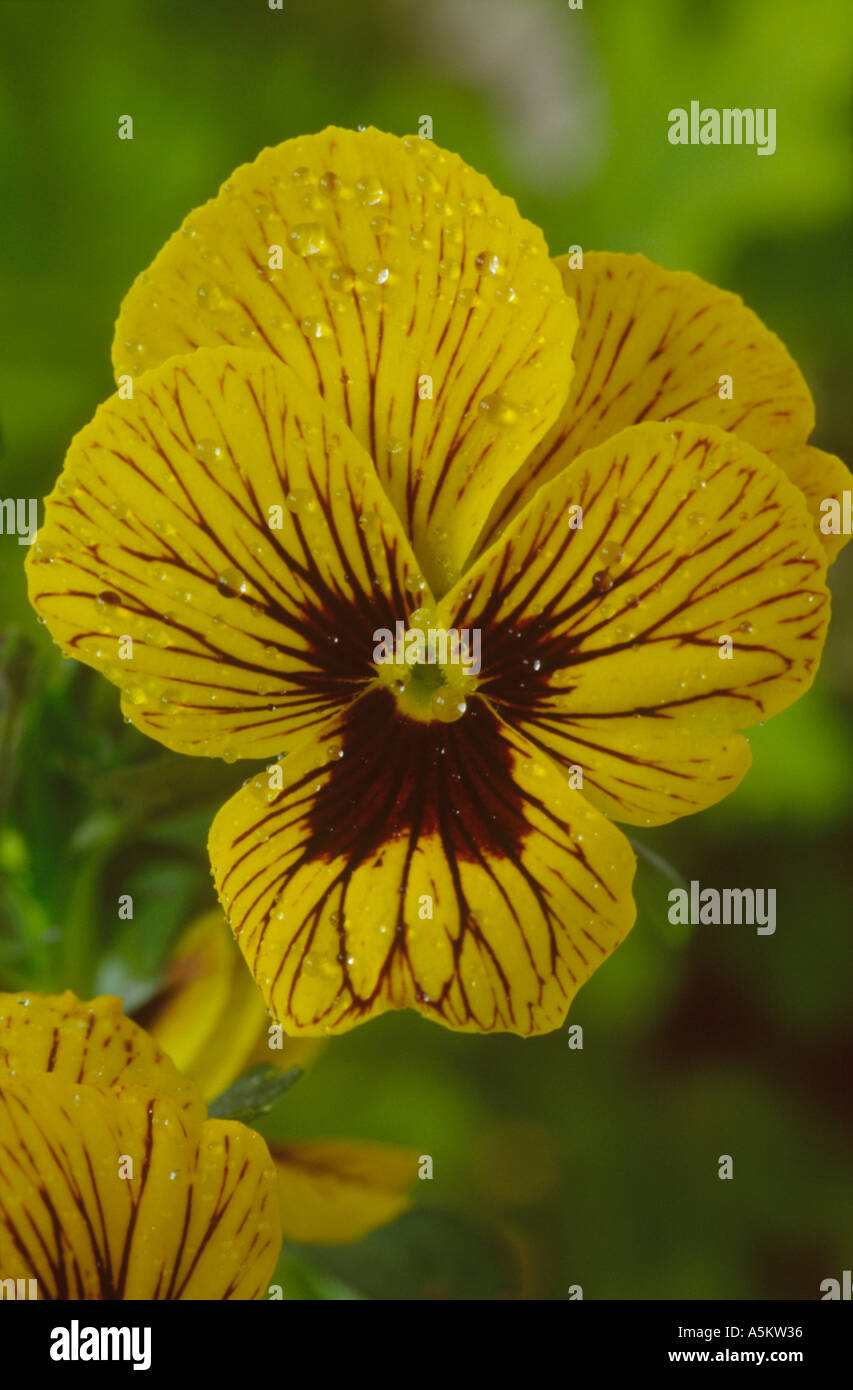 Viola 'Tiger Eyes'. Pansy, Violet Stock Photo - Alamy
