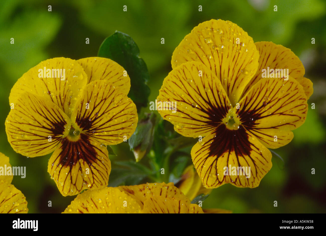 Viola 'Tiger Eyes'. Pansy, Violet Stock Photo - Alamy