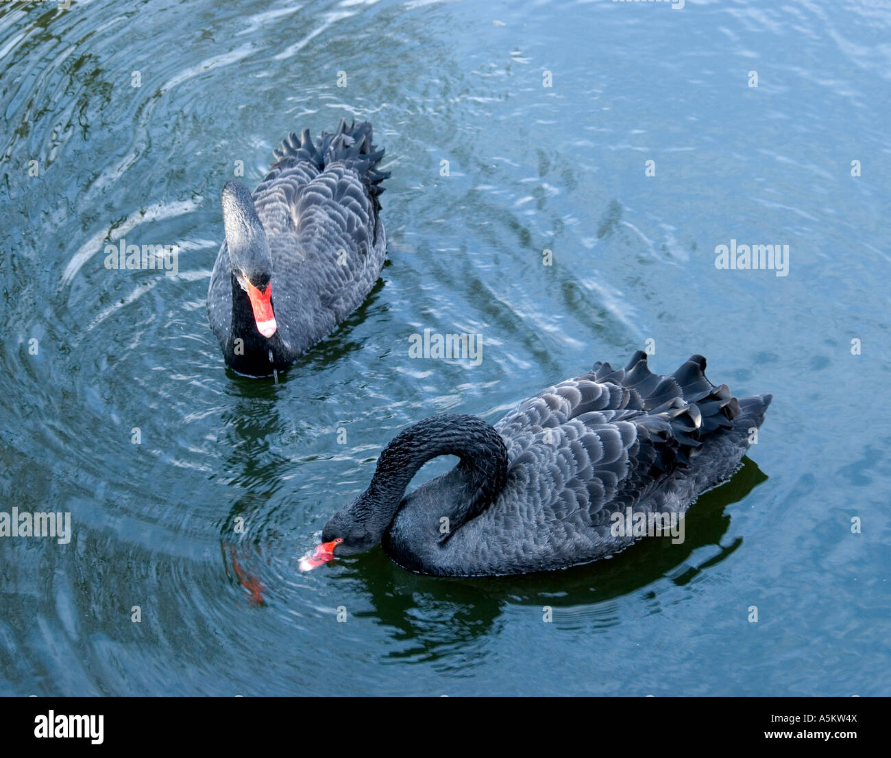 Swans black hi-res stock photography and images - Alamy
