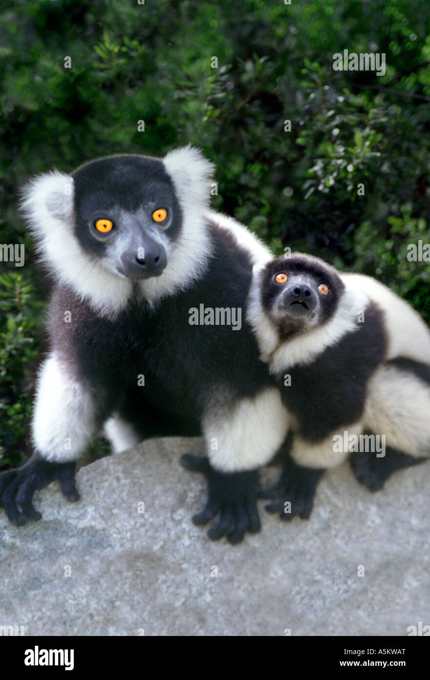The Black and white Ruffed Lemur (Varecia variegata) one of the 2 ...