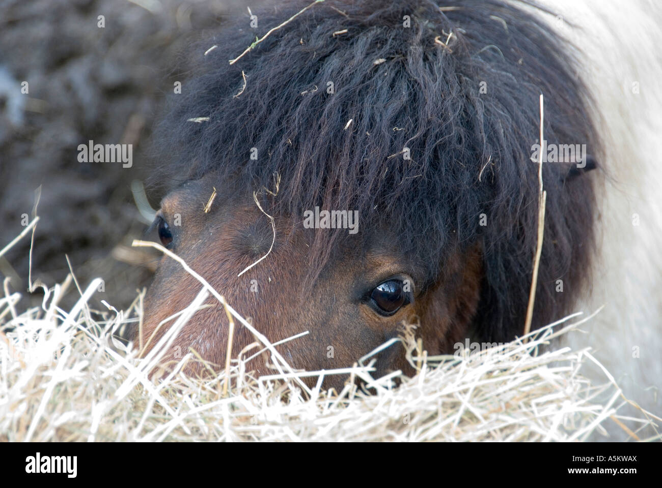 Pony horse looking Stock Photo - Alamy