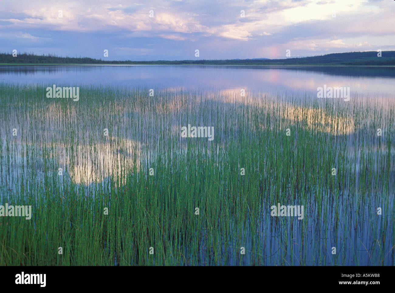 Tetlin national wildlife refuge hi-res stock photography and images - Alamy