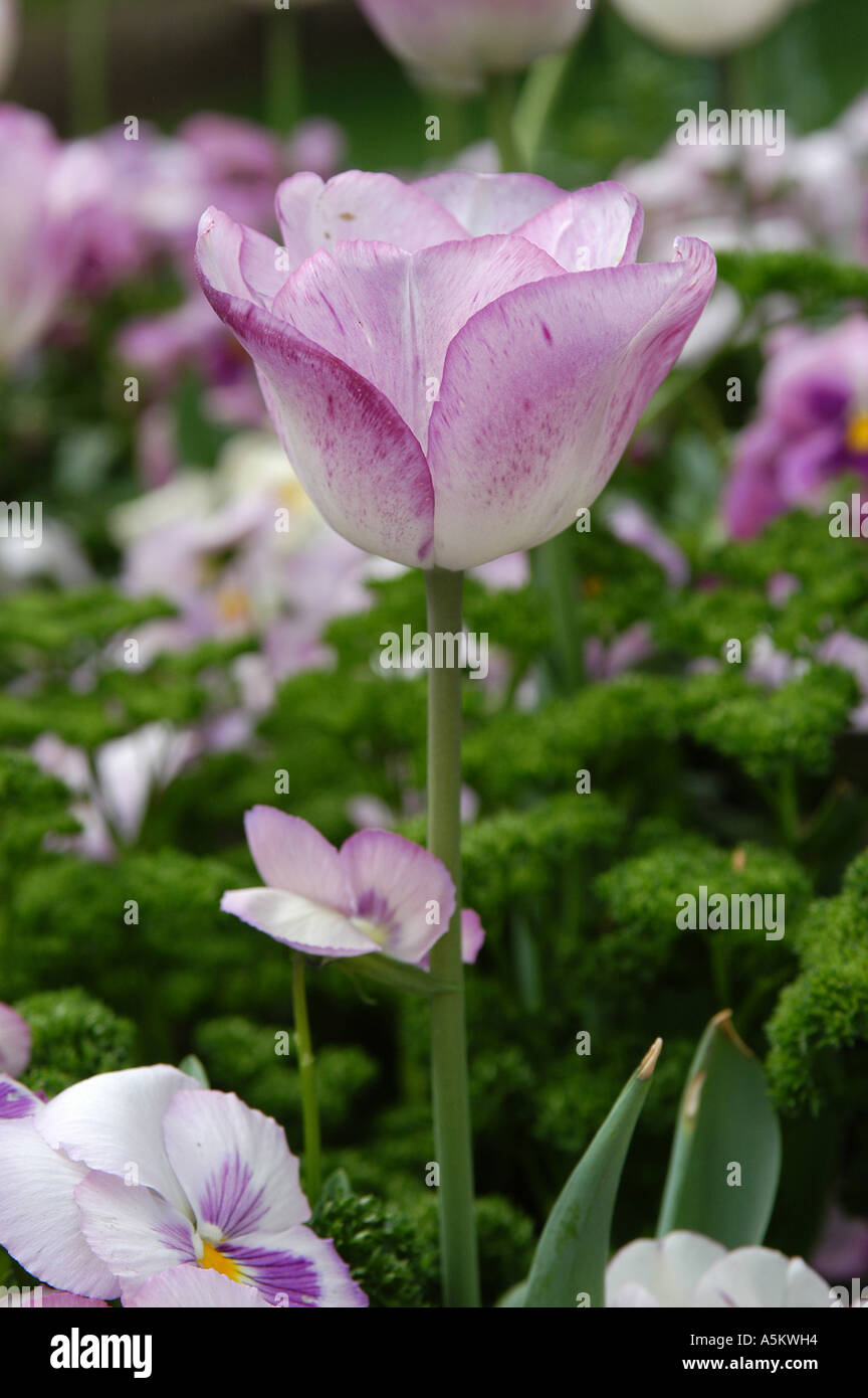 A close up of a violet tulip stands out against a background of other ...