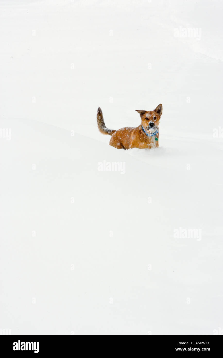 Scared dog storm hi-res stock photography and images - Alamy