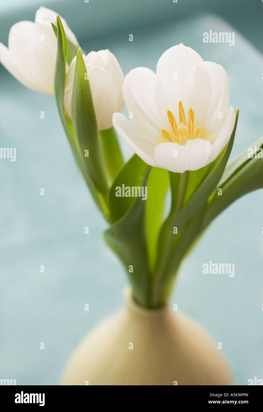 Ti0125030 hi-res stock photography and images - Alamy