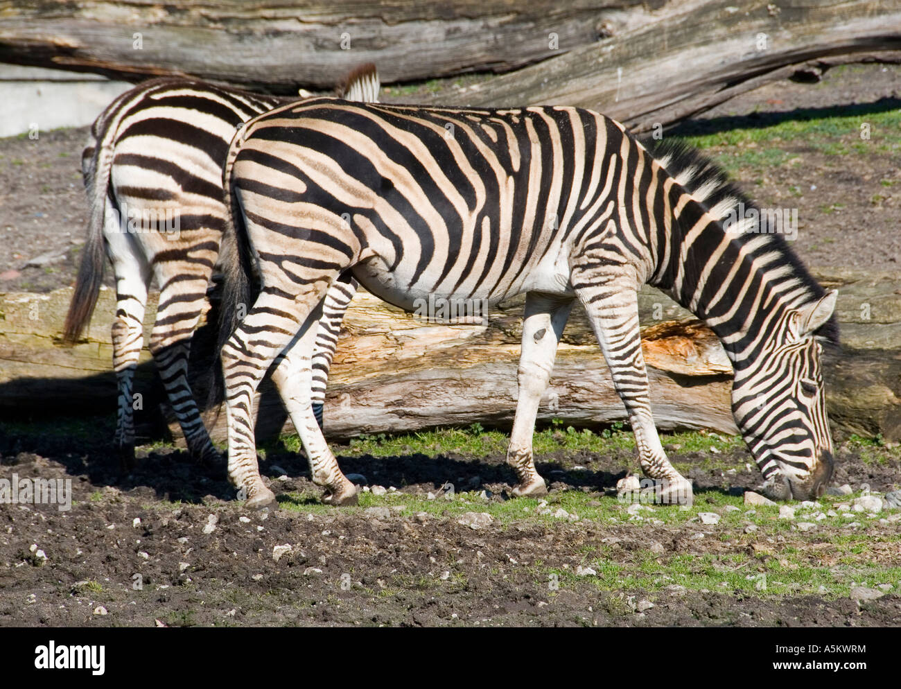 Zebras Equus quagga chapmani Stock Photo - Alamy