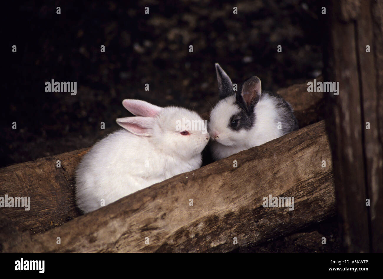Two adorable black white rabbits hi-res stock photography and images ...