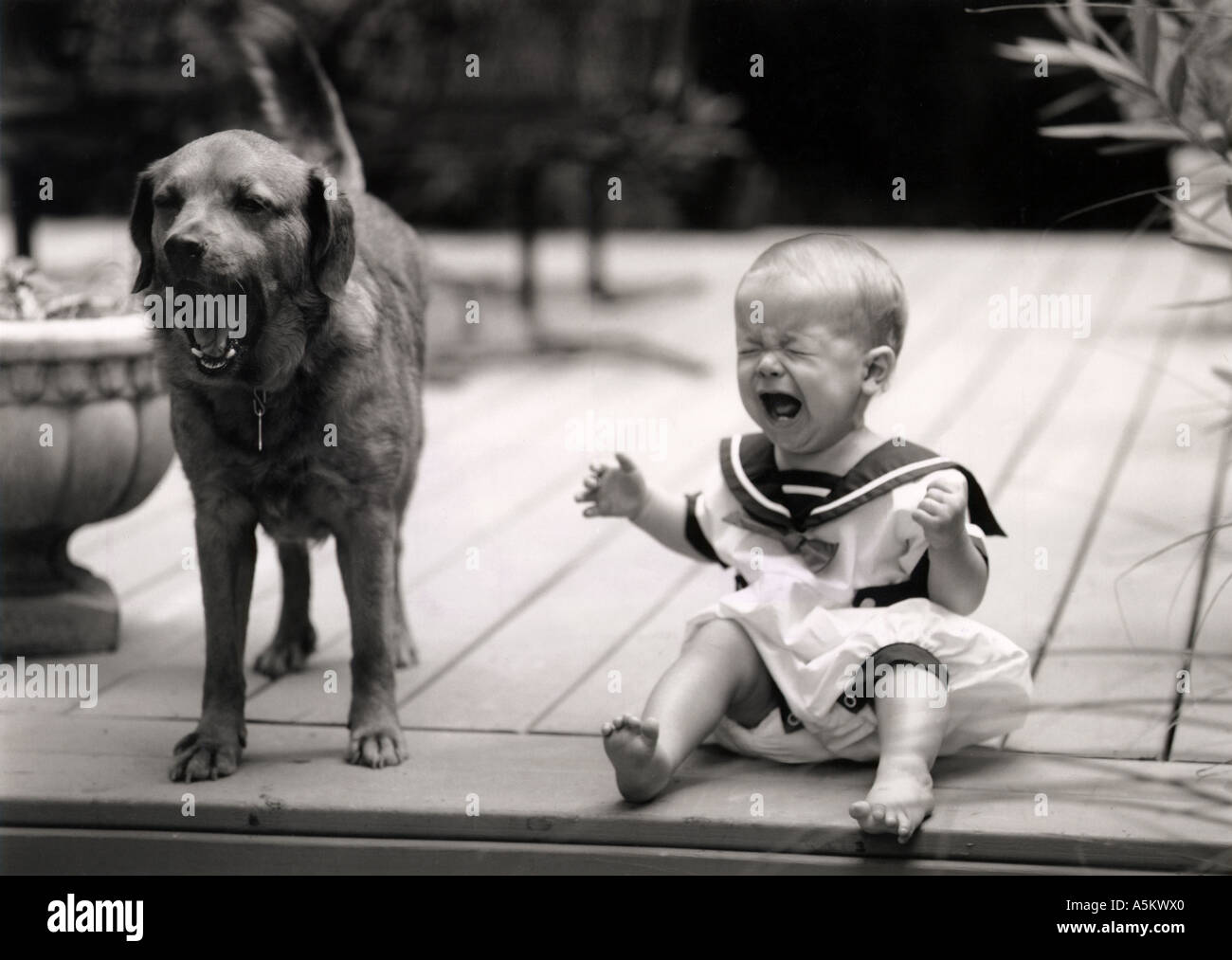 Why Does My Dog Cry When The Baby Cries