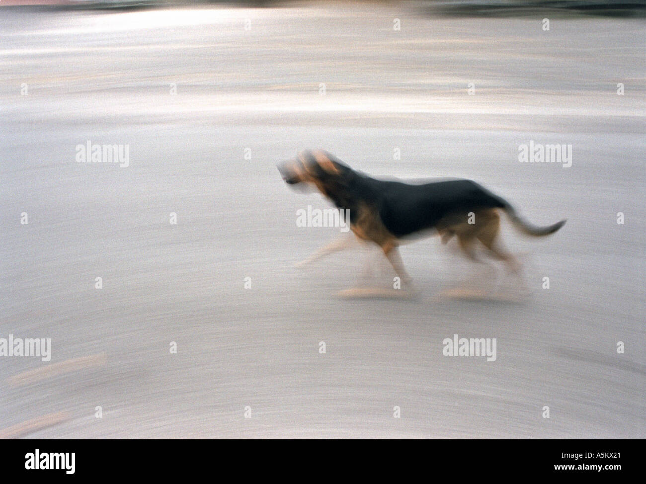 mongrel dog running on road blur Stock Photo - Alamy