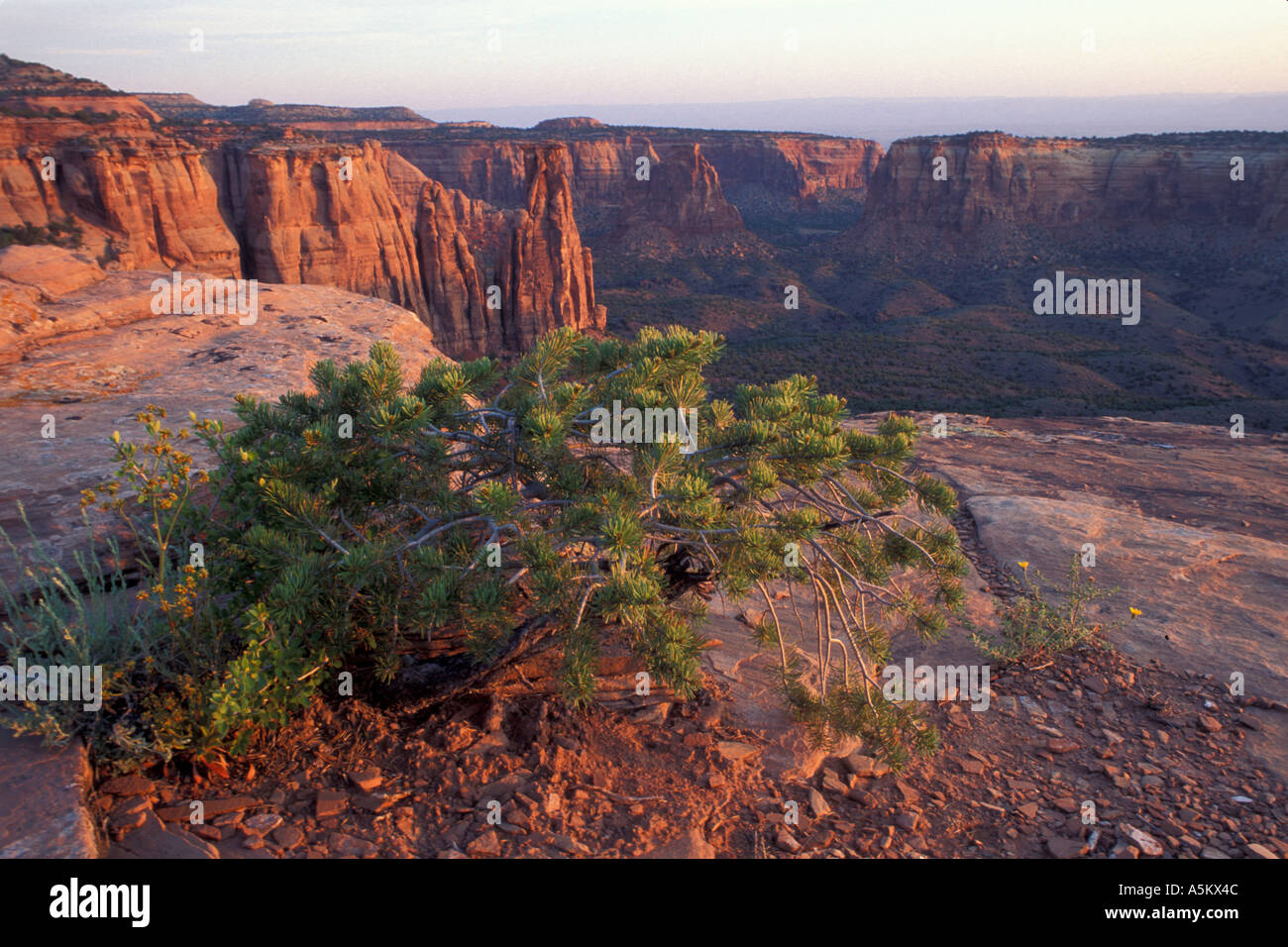 Colorado National Monument CO Monument Canyon Slickrock Desert Stock ...
