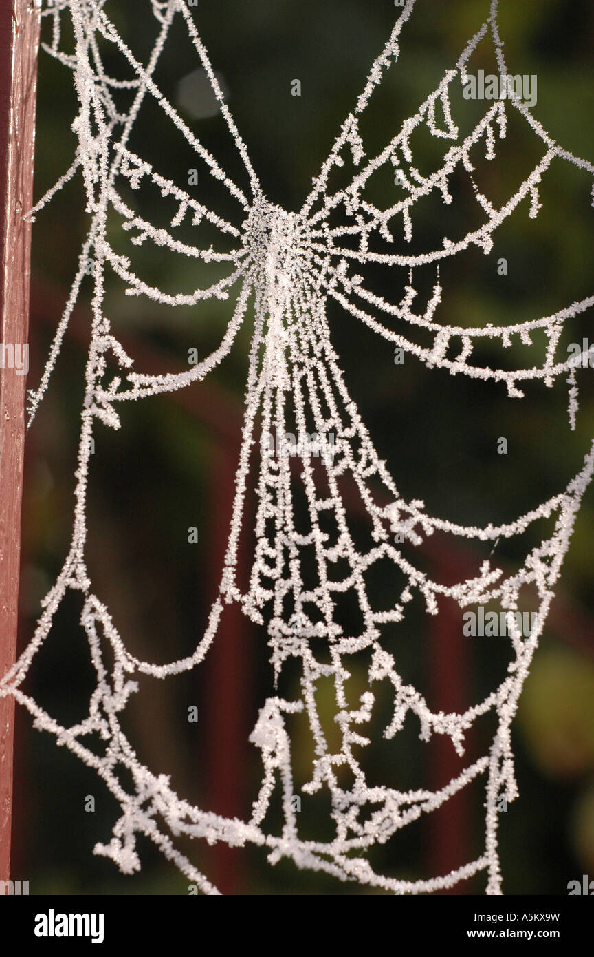 Winter frost on a spiders web Stock Photo - Alamy