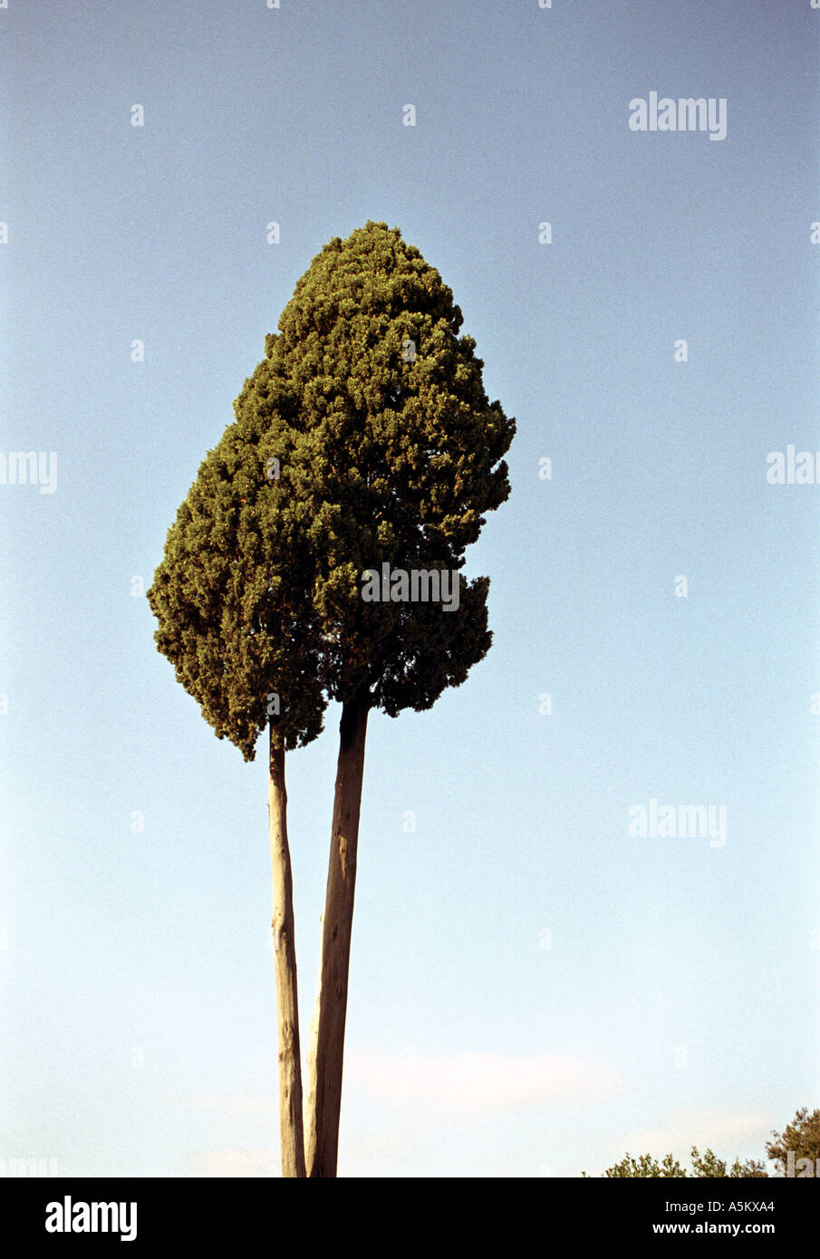 mushroom shaped two trees joined together Stock Photo - Alamy