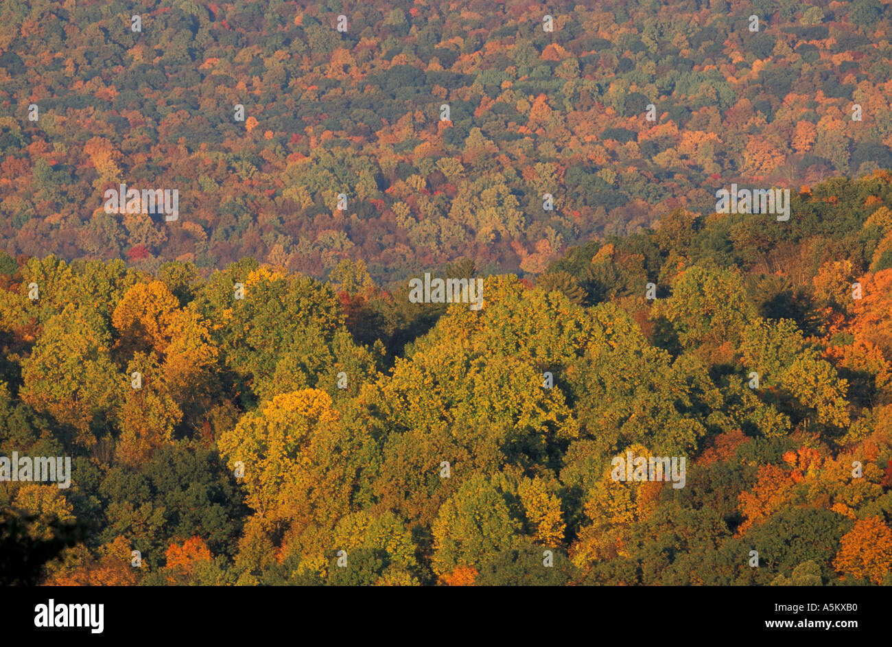 View from the Henderson property The fall colors of the oak hickory ...