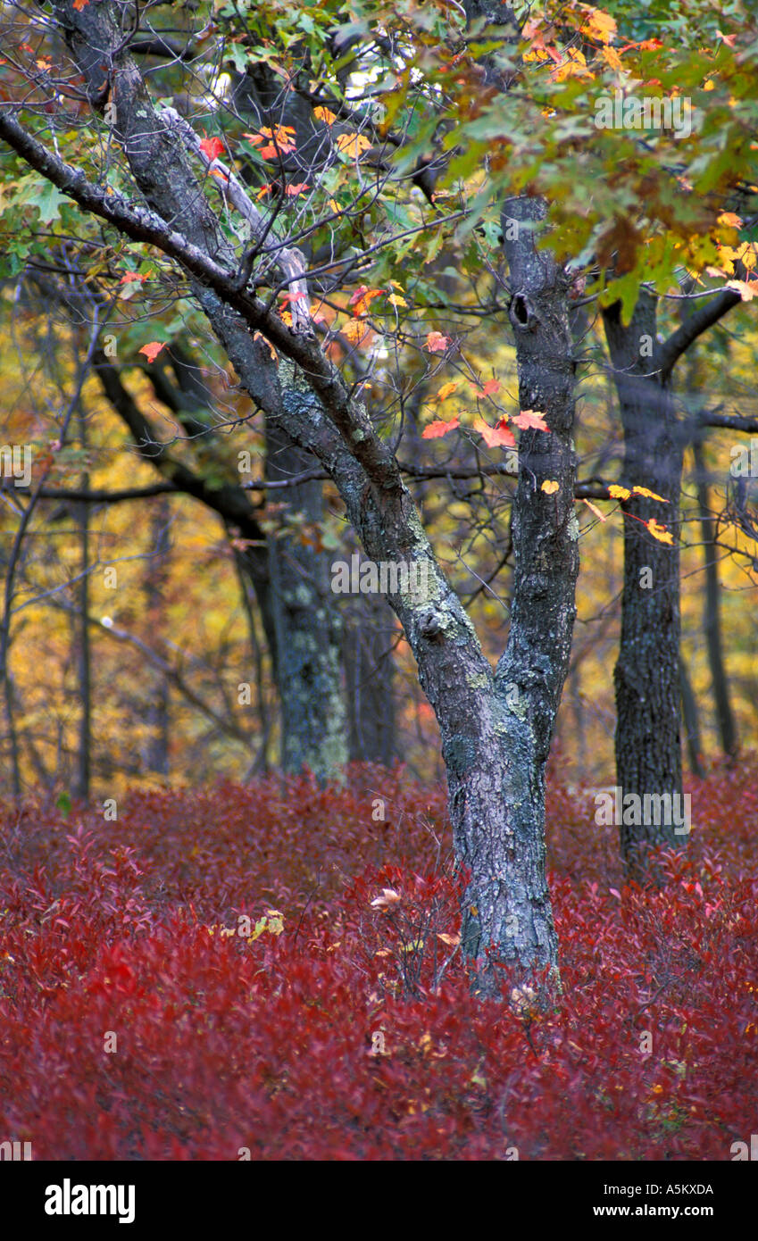 Blueberries in the understory of a ridge top oak hickory forest in ...