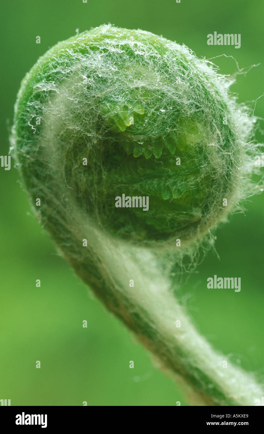 Closeup of fiddlehead fern Stock Photo - Alamy