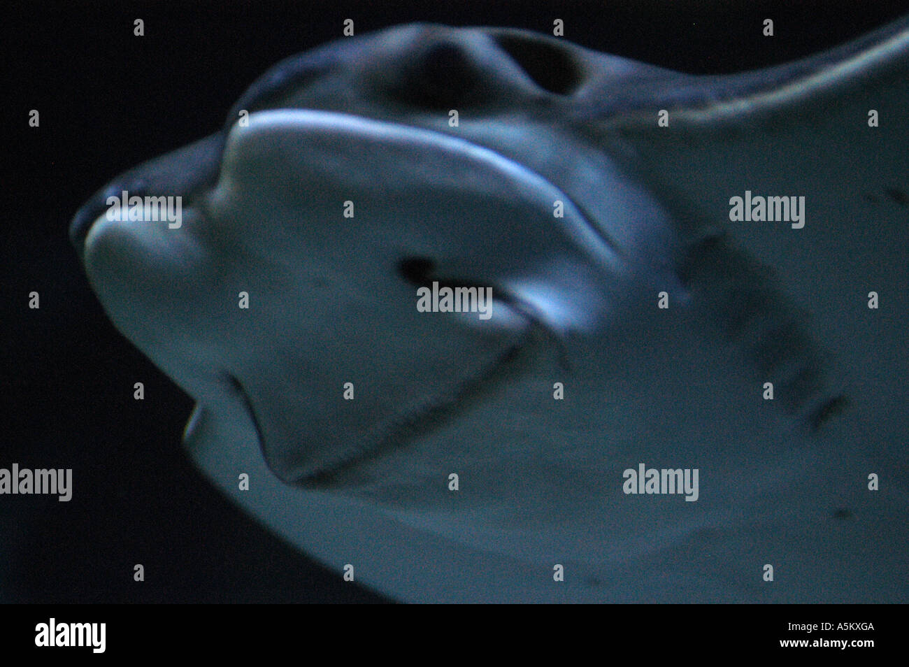 A sting ray is seen from below and appears to be smiling at the viewer ...
