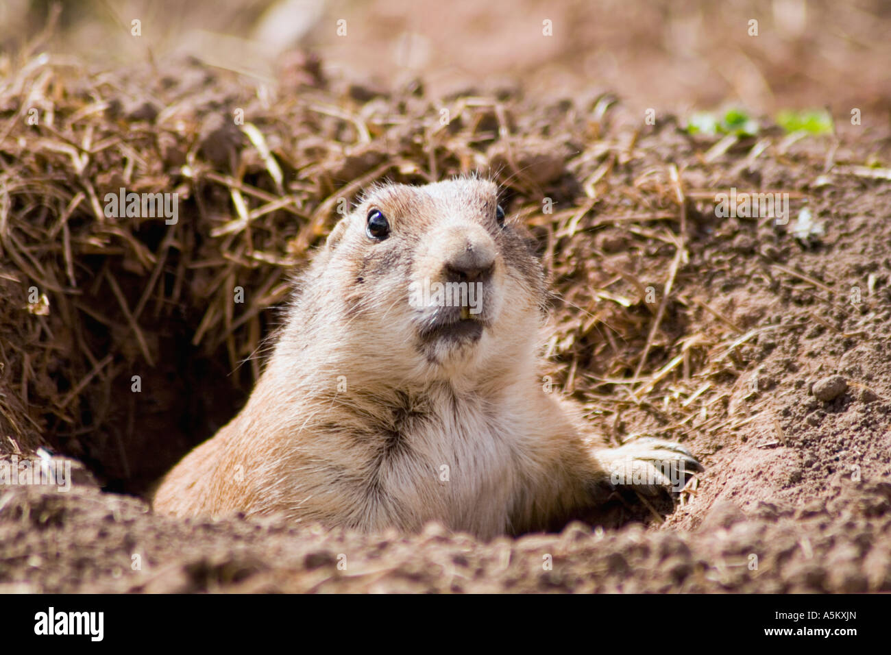 Ground hog shadow hi-res stock photography and images - Alamy