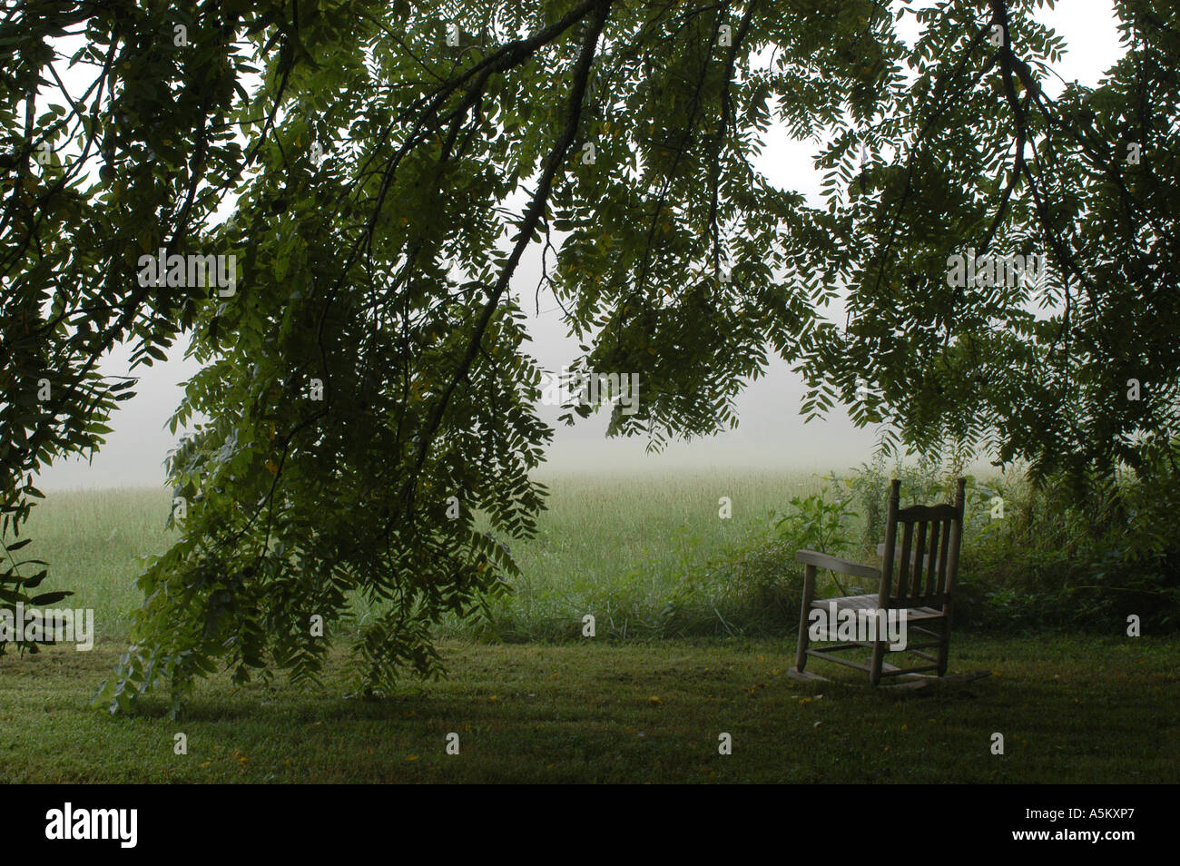 A sprawling old oak tree spreads its branches over a rocking chair set ...