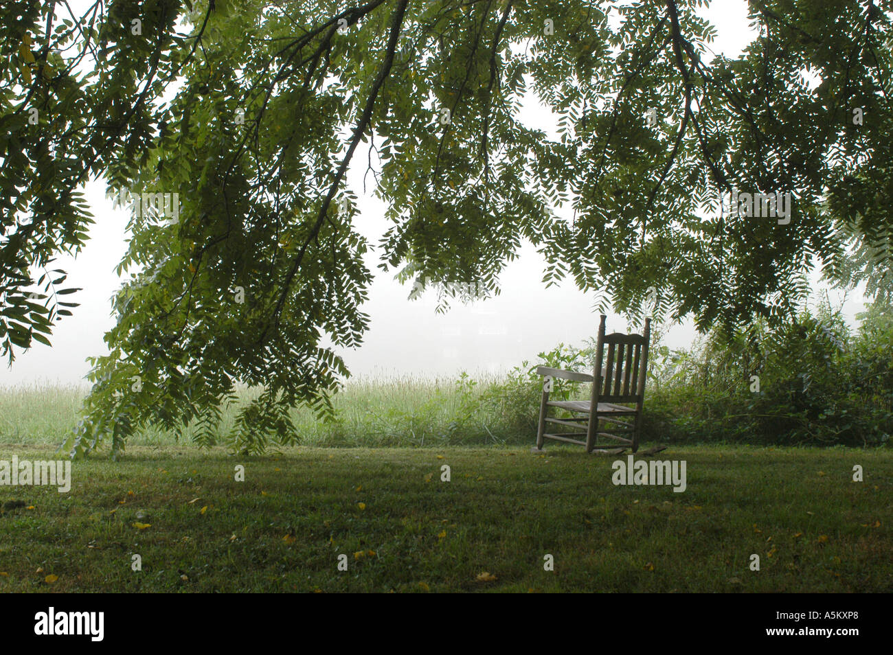 A sprawling old oak tree spreads its branches over a rocking chair set ...