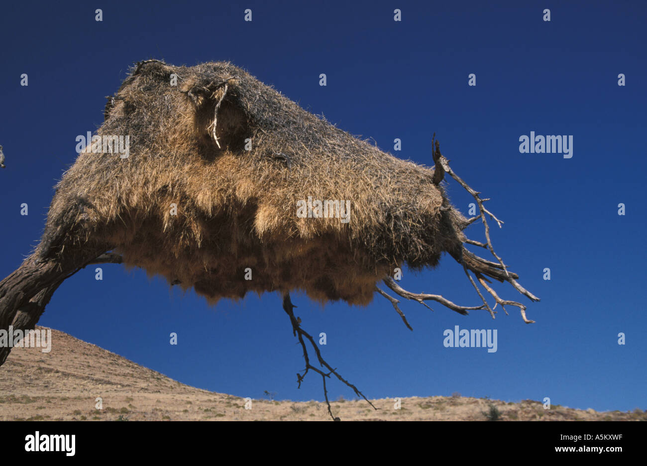 Sociable Weaver Philetairus socius Colonial nests possibly the biggest ...