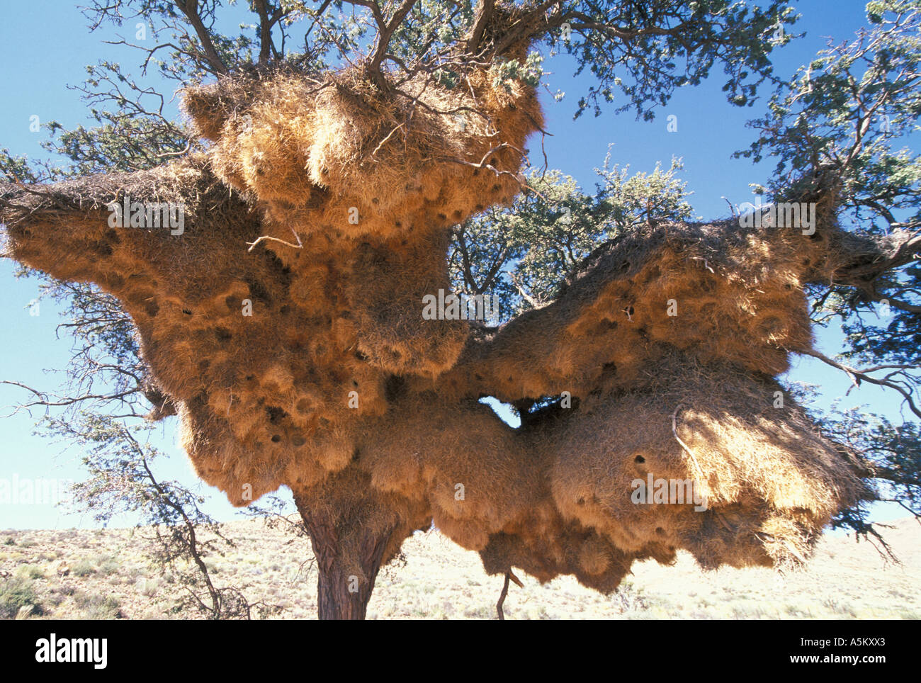 Sociable Weaver Philetairus socius Colonial nests possibly the biggest ...