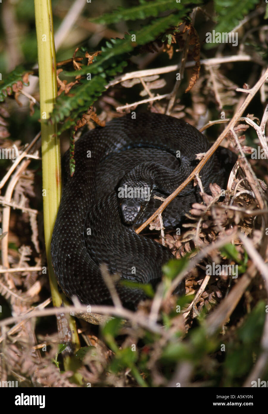 Melanistic adder basking in sun, Exmoor England Stock Photo - Alamy