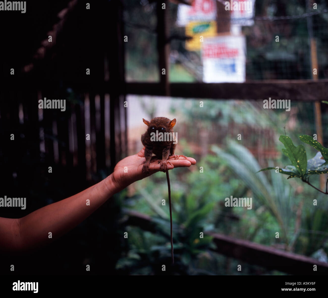 The tiny Tarsier monkey Bohol Philippines Stock Photo - Alamy