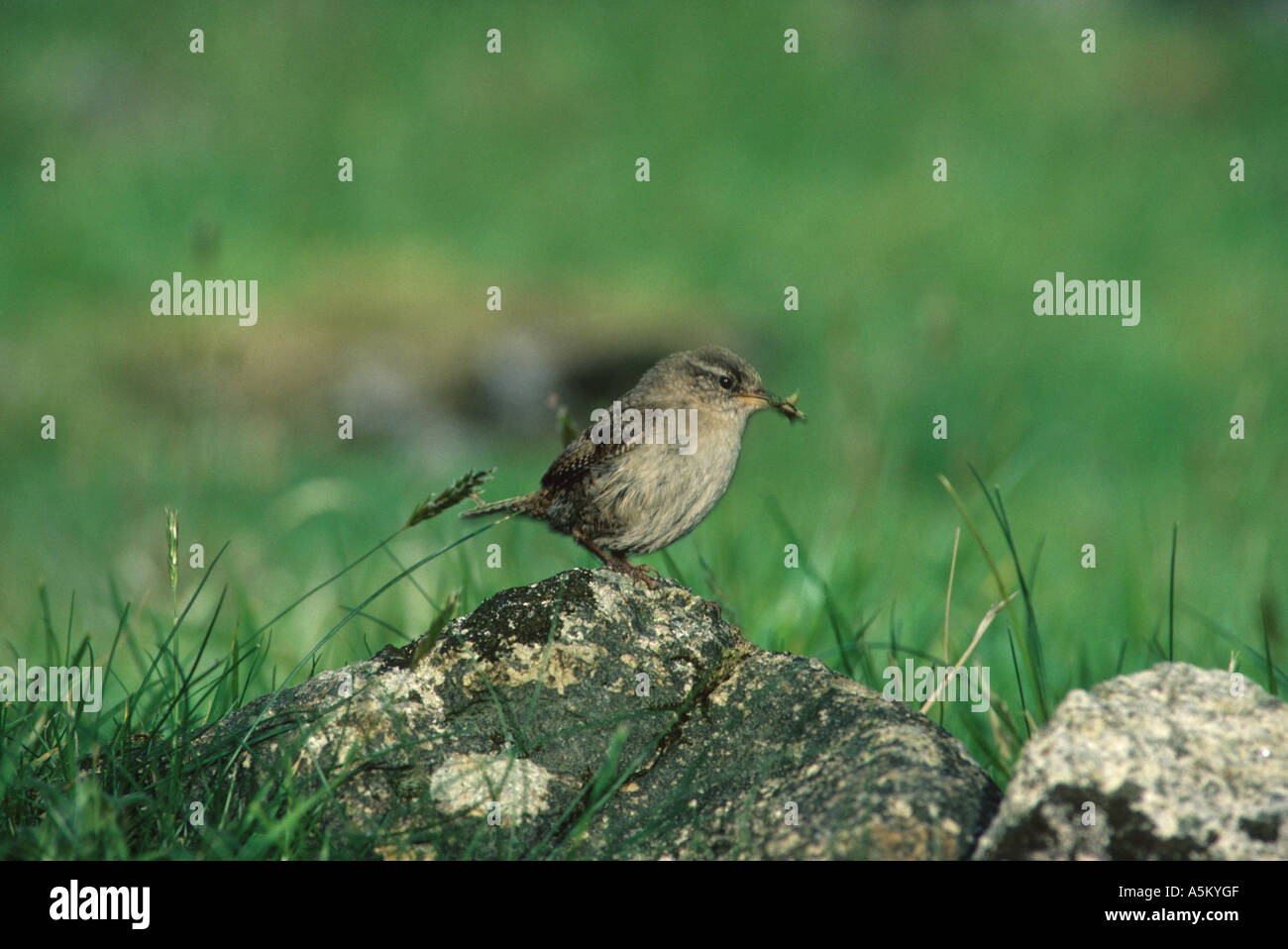 Wrens birds nest hi-res stock photography and images - Alamy